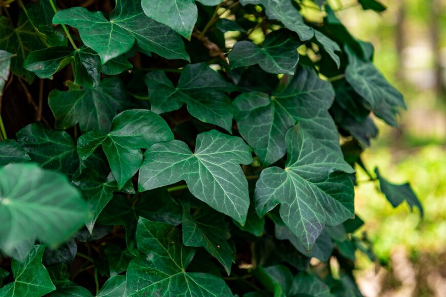 写真 寄せ植えガーデニングスキミアのつぼみと組み合わせてカワイイ おすすめの花3選 チンチョウゲクリスマスローズヘデラ