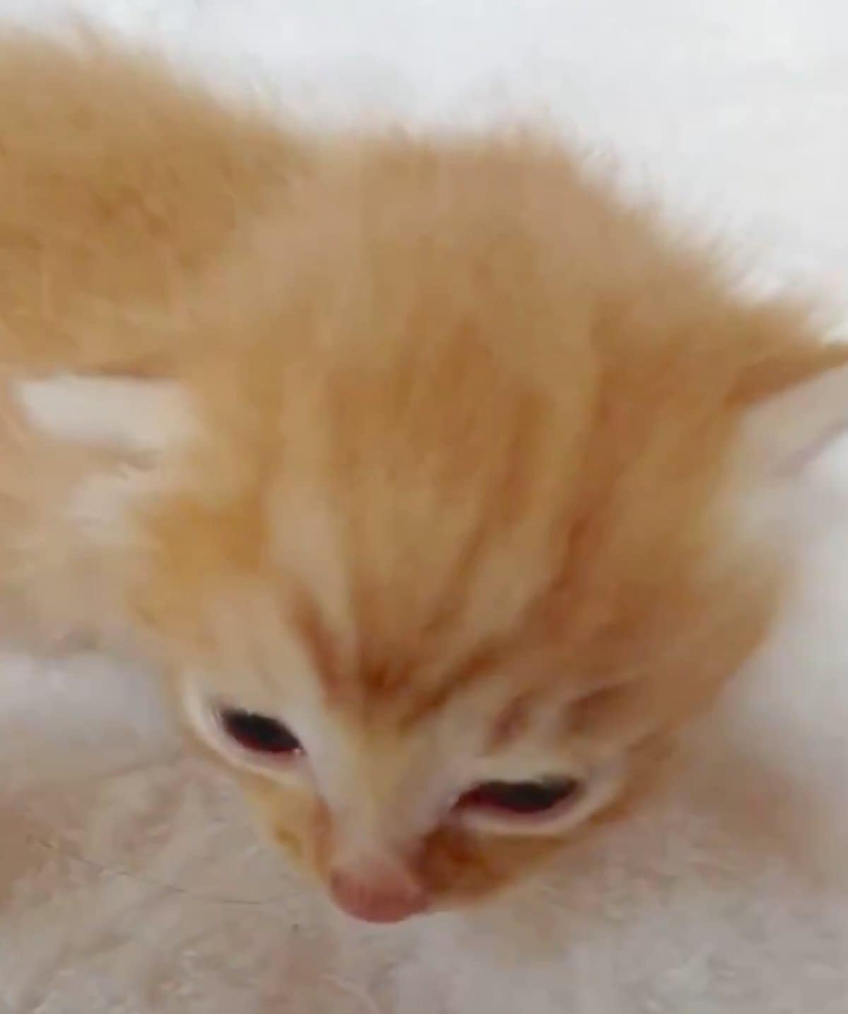 写真 | 【子猫→成長後】で変貌した猫ちゃん ご飯を求める切実な表情に反響「顔が面白いよ」 | LIMO | くらしとお金の経済メディア
