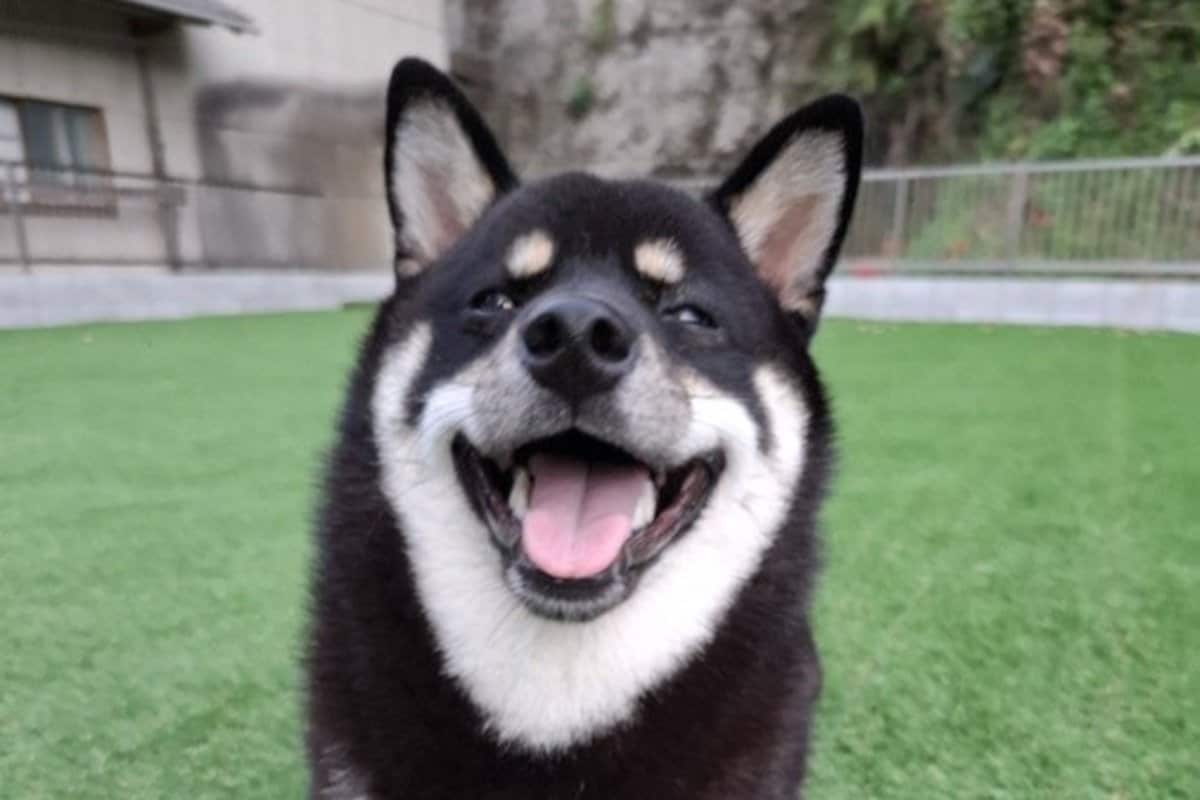 写真 | 自宅の敷地内を走る「黒柴」に違和感 「何かに吸い込まれている」様子に目を疑う | LIMO | くらしとお金の経済メディア