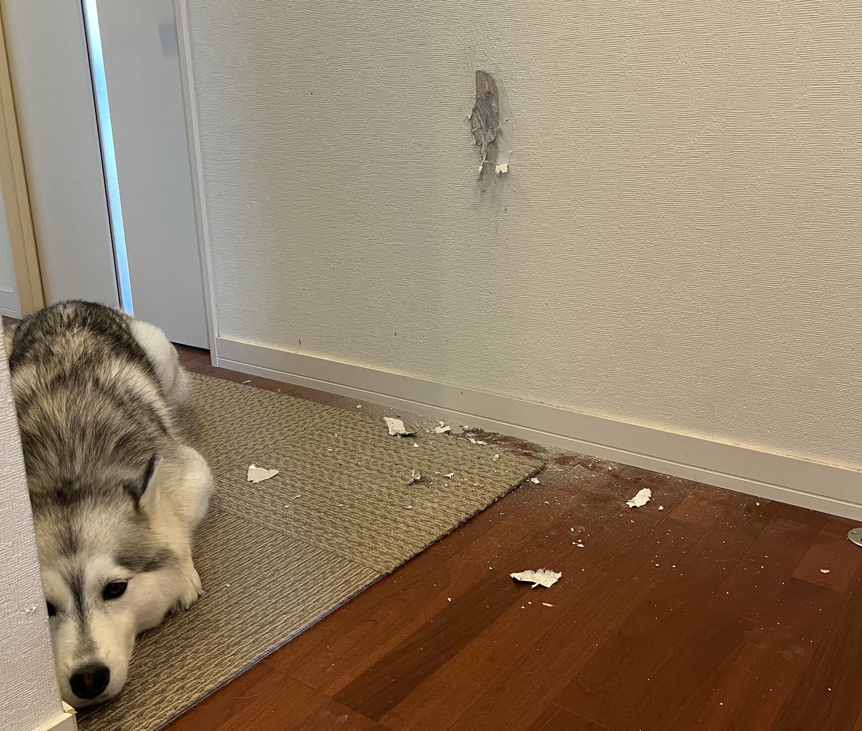「あちゃー！やっちまった…」壁を破壊し全力で土下座するハスキー犬が話題「なおしてもらって良かったね」 修理後の犬の表情も見逃せない！ | LIMO | くらしとお金の経済メディア