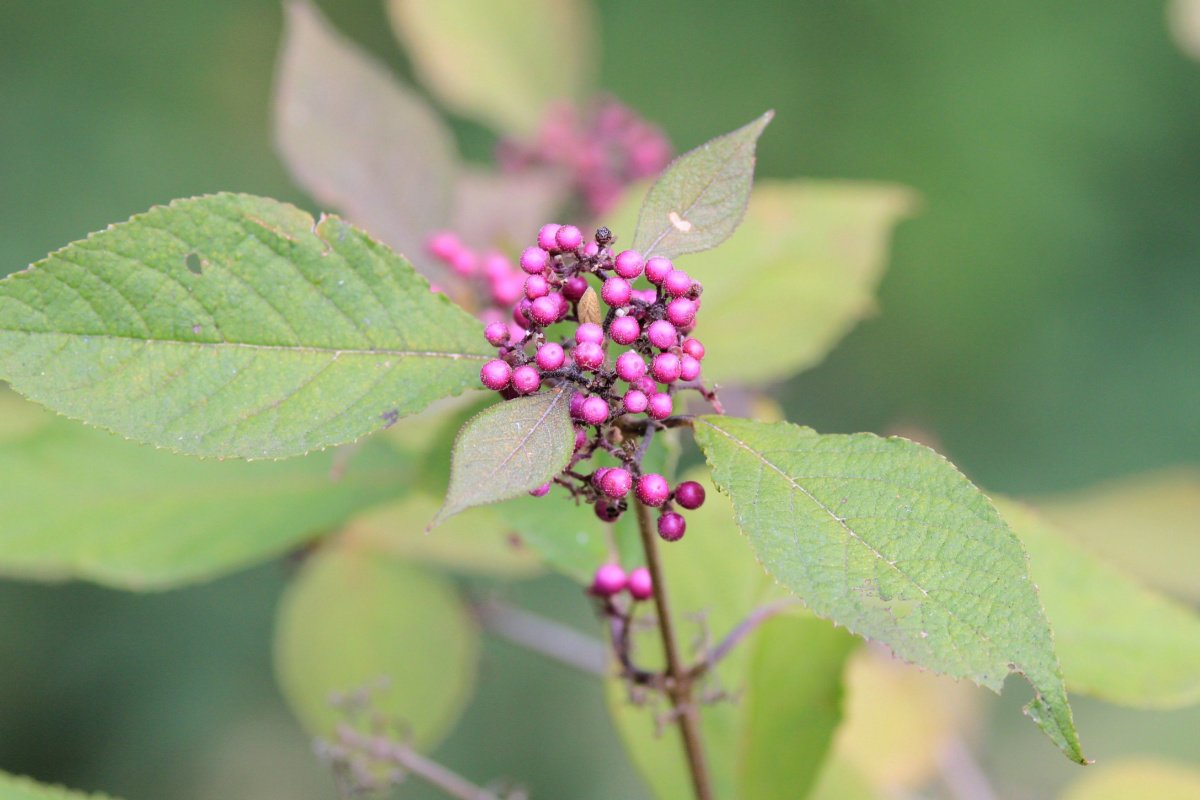 写真 | 【ガーデニング】NHK大河ドラマ【光る君へ】 紫式部「源氏物語」ゆかりの植物の魅力や育て方 色鮮やかな紫の実、葉は紅葉も楽しめる… 魅力がたくさんの植物 | LIMO | くらしとお ...