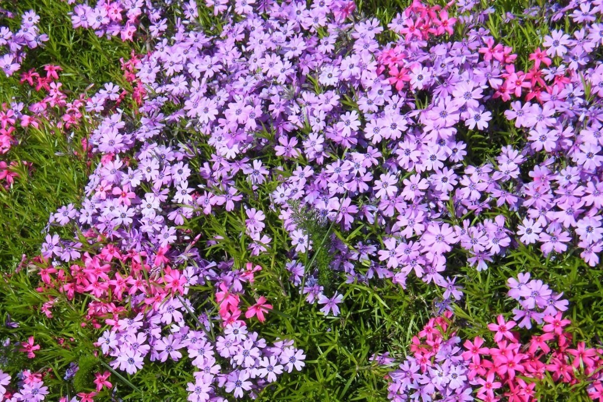 【総人口の約4.6人に1人】がNISA利用「非課税の投資枠はいくらまで？」 利用者が急増するNISA。重要ポイント「非課税・投資枠・上限額」の3つを確認しよう | LIMO | くらしとお金の ...