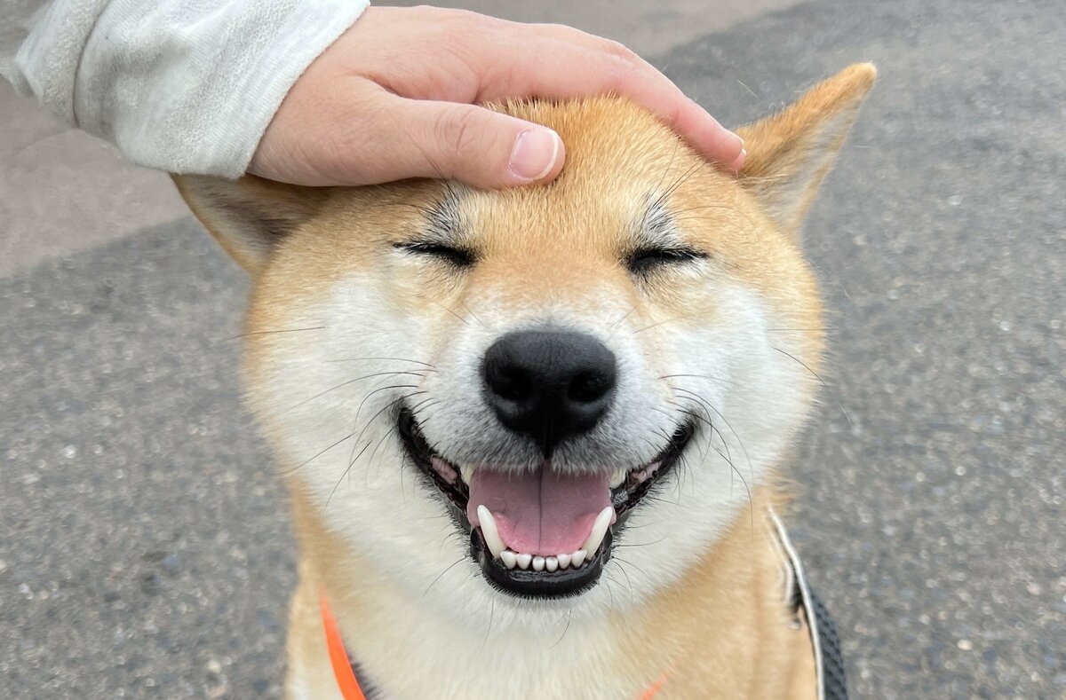 写真 | 撫でられるの大好き！至福の表情を見せる柴犬がいい笑顔すぎる SNSで人気の犬・猫を写真つきで紹介シリーズ | LIMO | くらしとお金の経済メディア
