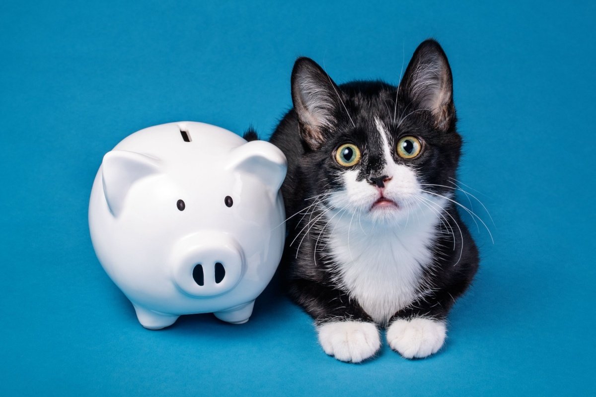 写真 | 【新NISA】積立投資で65歳までに「2000万円」貯めるには？「40・45・50歳」 「3％・5％」で徹底比較シミュレーション 全世代の新NISA「つみたて投資枠」積立平均月額は5 ...