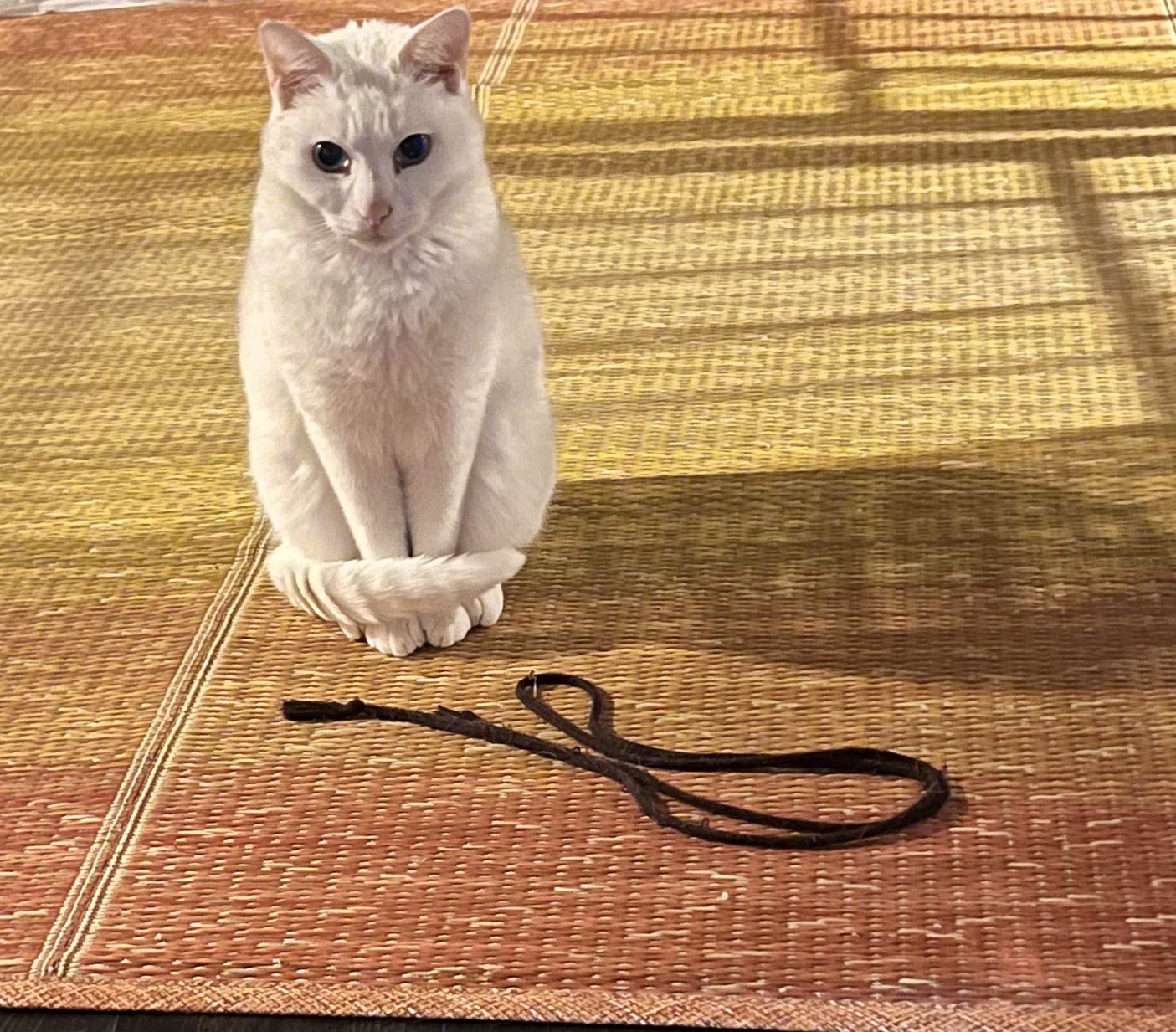 飼い主さんが風呂から出たと察した猫 直後、まさかの行動に2万5000いいね 「全裸だろうと何だろうと、遊んでもらえると信じて疑わない」とホッコリ | LIMO | くらしとお金の経済メディア