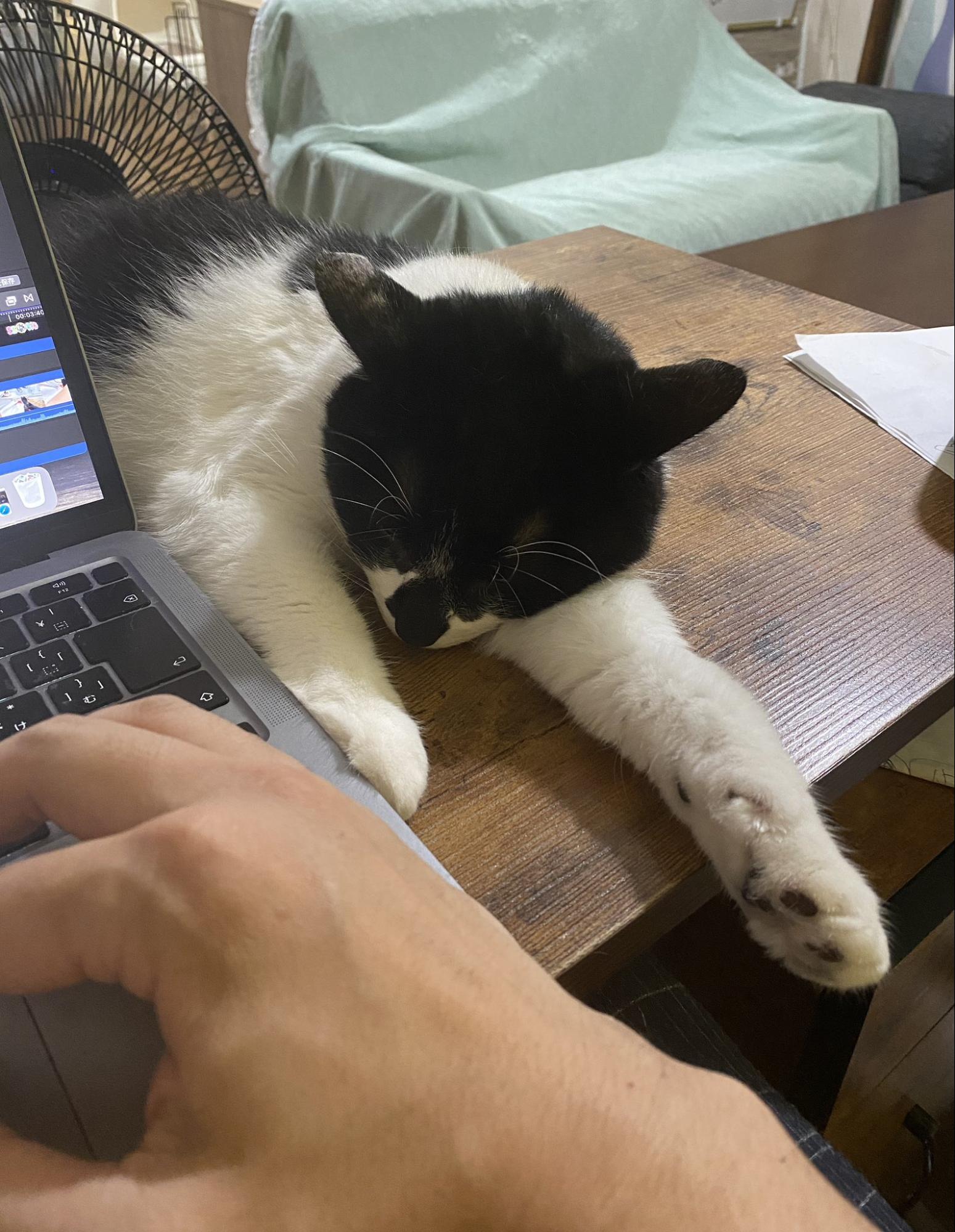 写真 保護猫さん「二重まぶたでちゅ！」琥珀色の瞳に吸い込まれそう Snsで人気の猫を写真つきで紹介シリーズ Limo くらしとお金