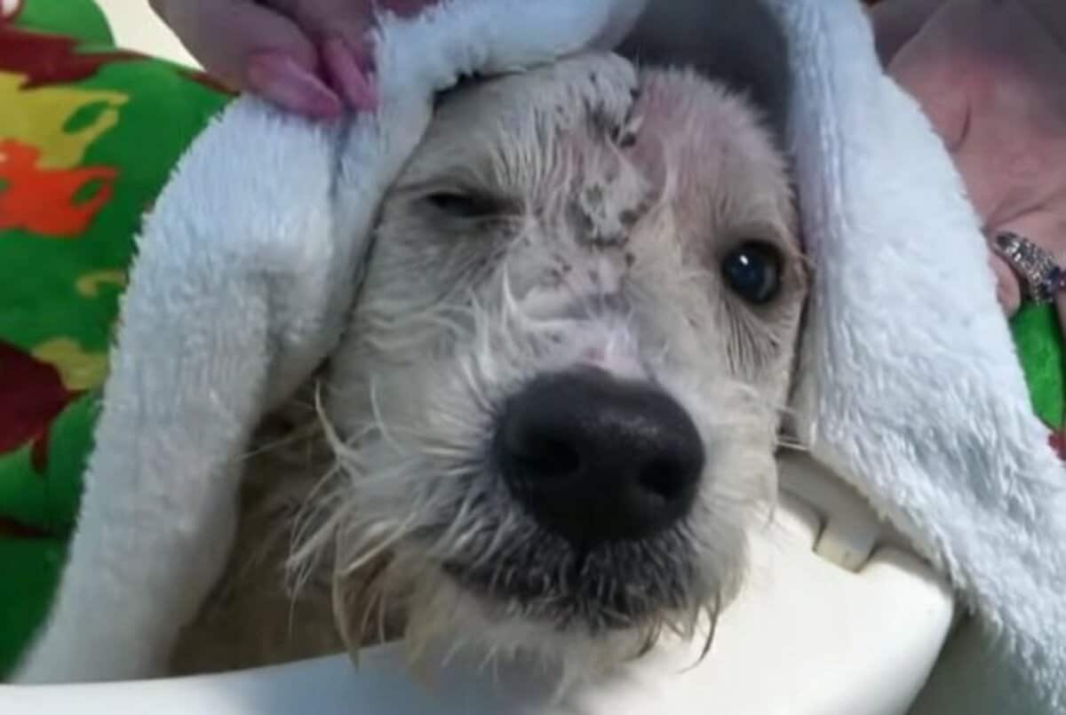 顔の毛が抜けて地肌が見えていた犬→回復後の姿と新しい家族との出会いに喜びの声 「素敵な家族に出会えてよかった」「心が温まった」の声 | 3 ...