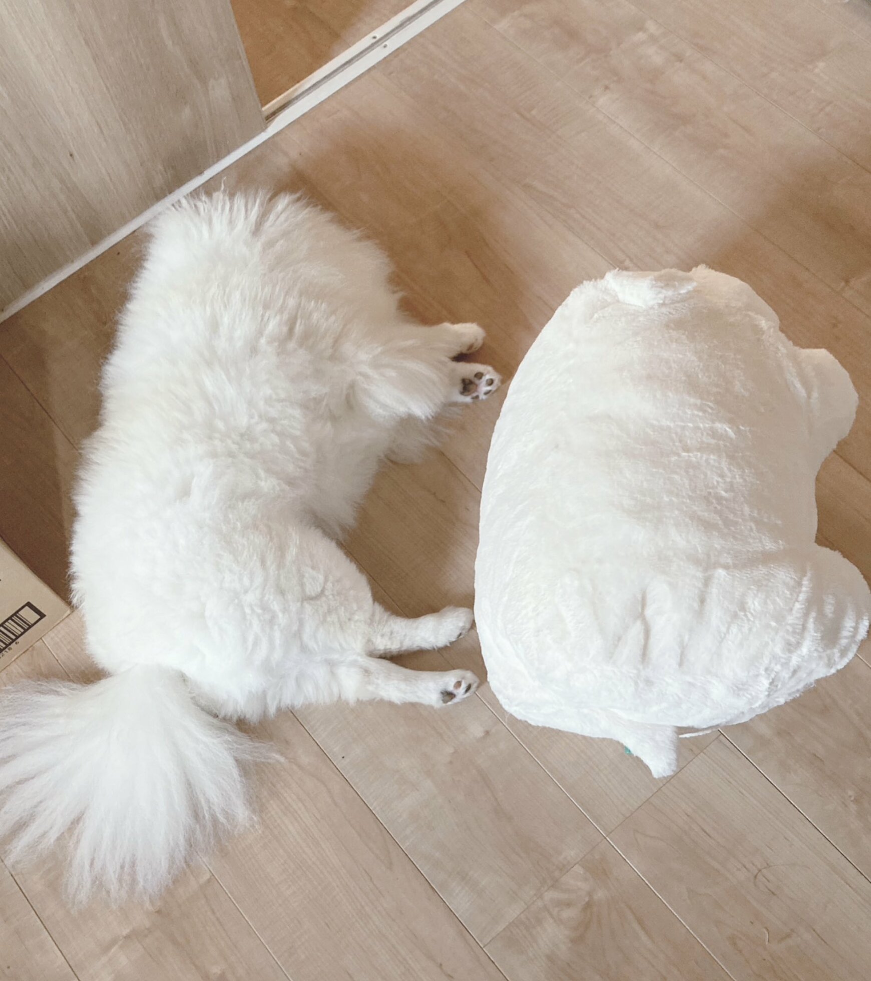 写真 | ゴルゴさんを思い出す…！白いぬいぐるみとのツーショット犬文字にSNS大興奮 SNSで人気の犬・猫を写真つきで紹介シリーズ | LIMO | くらしとお金の経済メディア