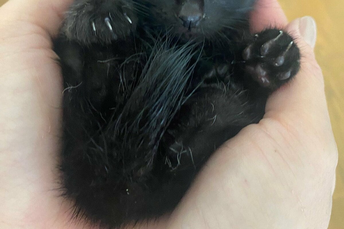猫を保護して3日、250g「小さな命大切に」2万いいねの反響 SNSで人気の猫を写真つきで紹介シリーズ | LIMO | くらしとお金の経済メディア