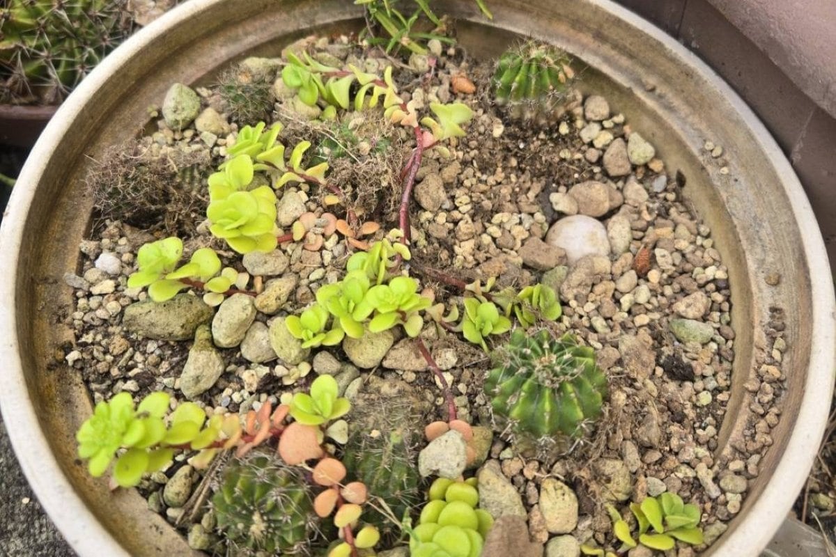写真 | 植木鉢に落ちていた「何かの卵のようなもの」に注目集まる 「スッポンかも？」「カメっぽいな」 | LIMO | くらしとお金の経済メディア