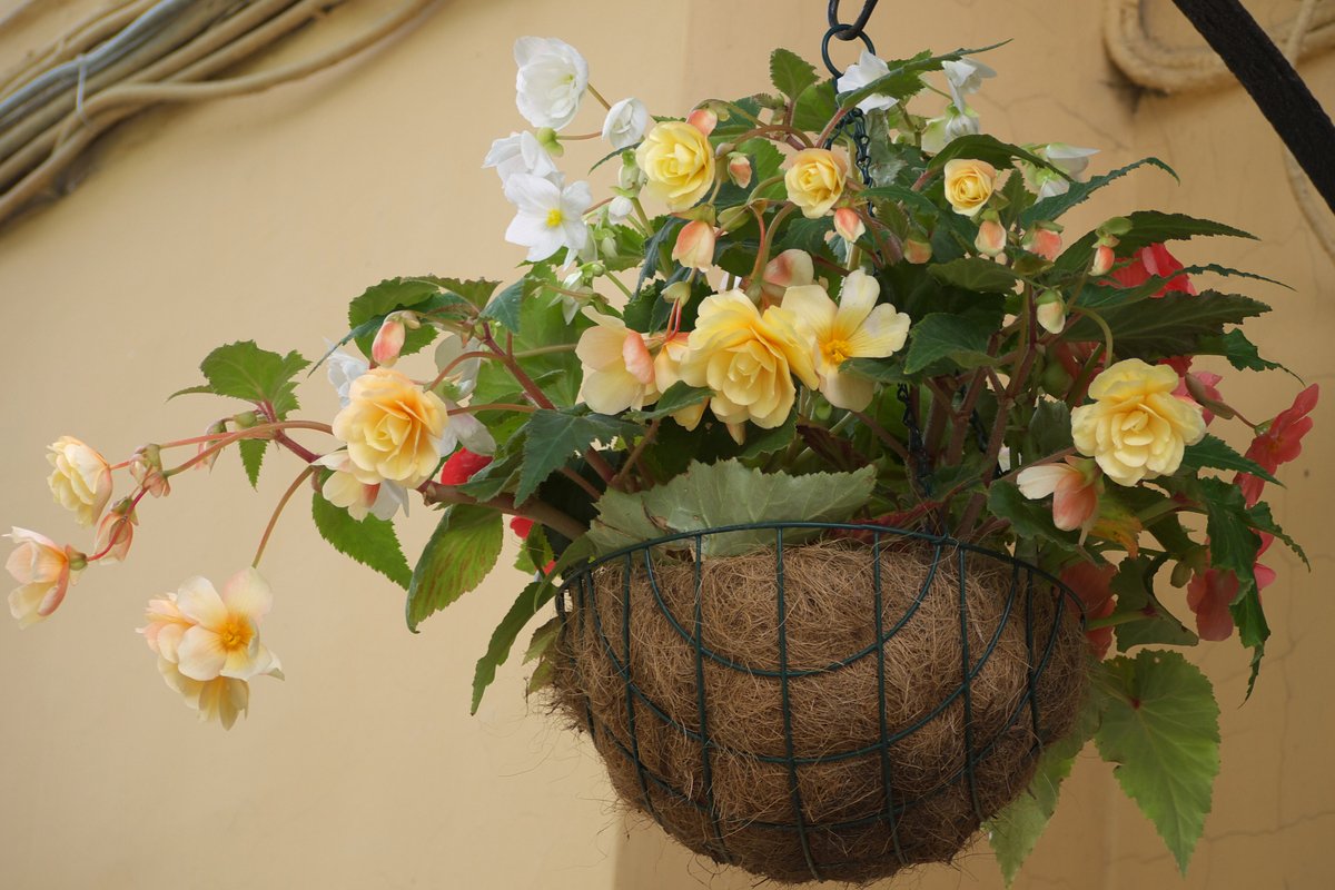 【ガーデニング】秋の草花を「ハンギングバスケット」で楽しむ。窓辺や玄関がお洒落に！ 作り方＆おすすめ草花6選も紹介 | LIMO | くらしと ...