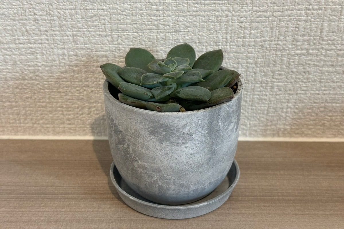 これで110円！？【セリア】「ストーン風ミニプランター」植物がおしゃれに！ ガーデニング初心者が多肉植物を植え替えてみた！ | LIMO | くらしとお金の経済メディア