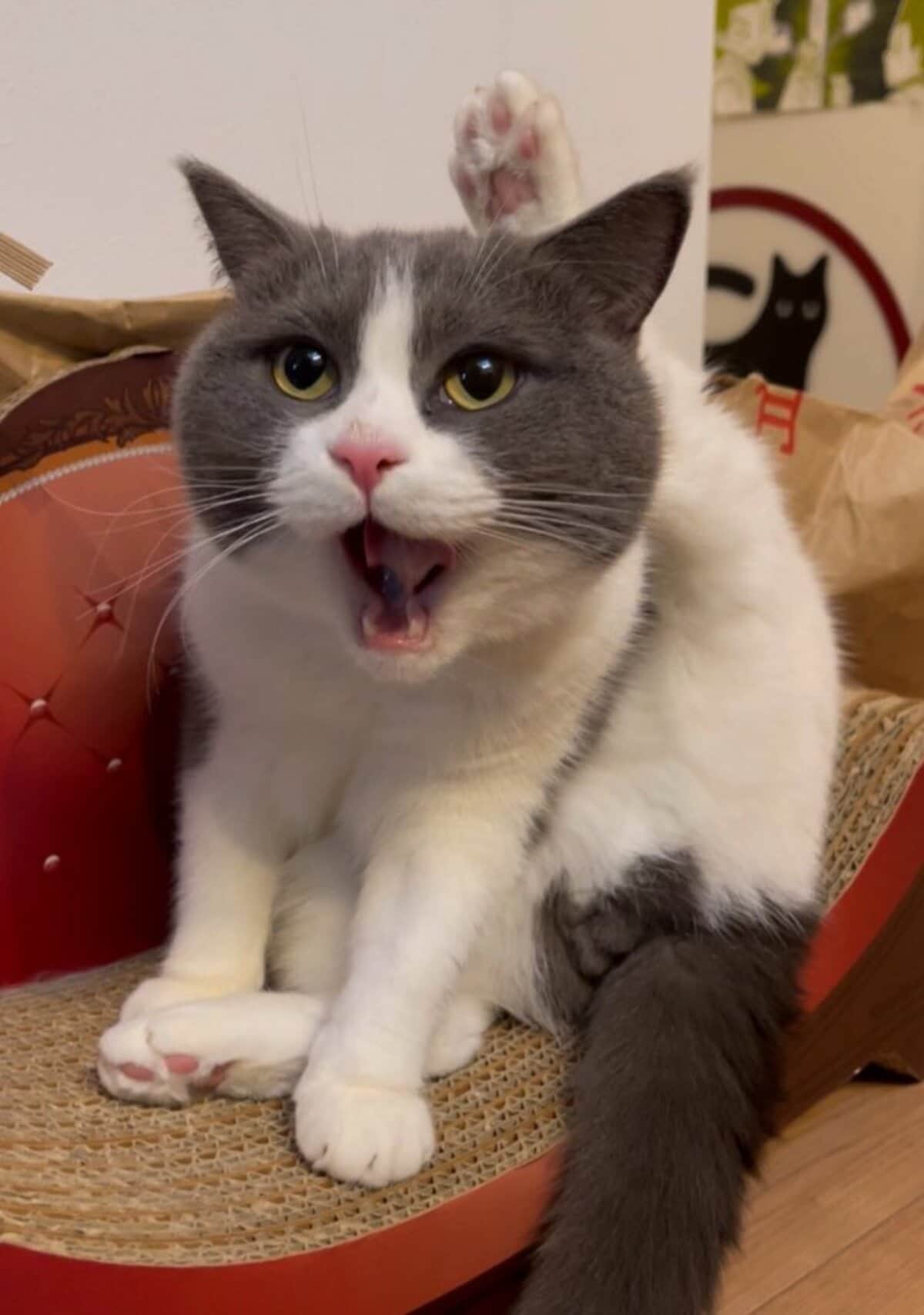 昭和のヒット曲のような振り付け…見事なステップで再現する猫さんにX民が大爆笑！ あまりにもピッタリな一コマに笑みがこぼれる！ | 4ページ目 | LIMO | くらしとお金の経済メディア