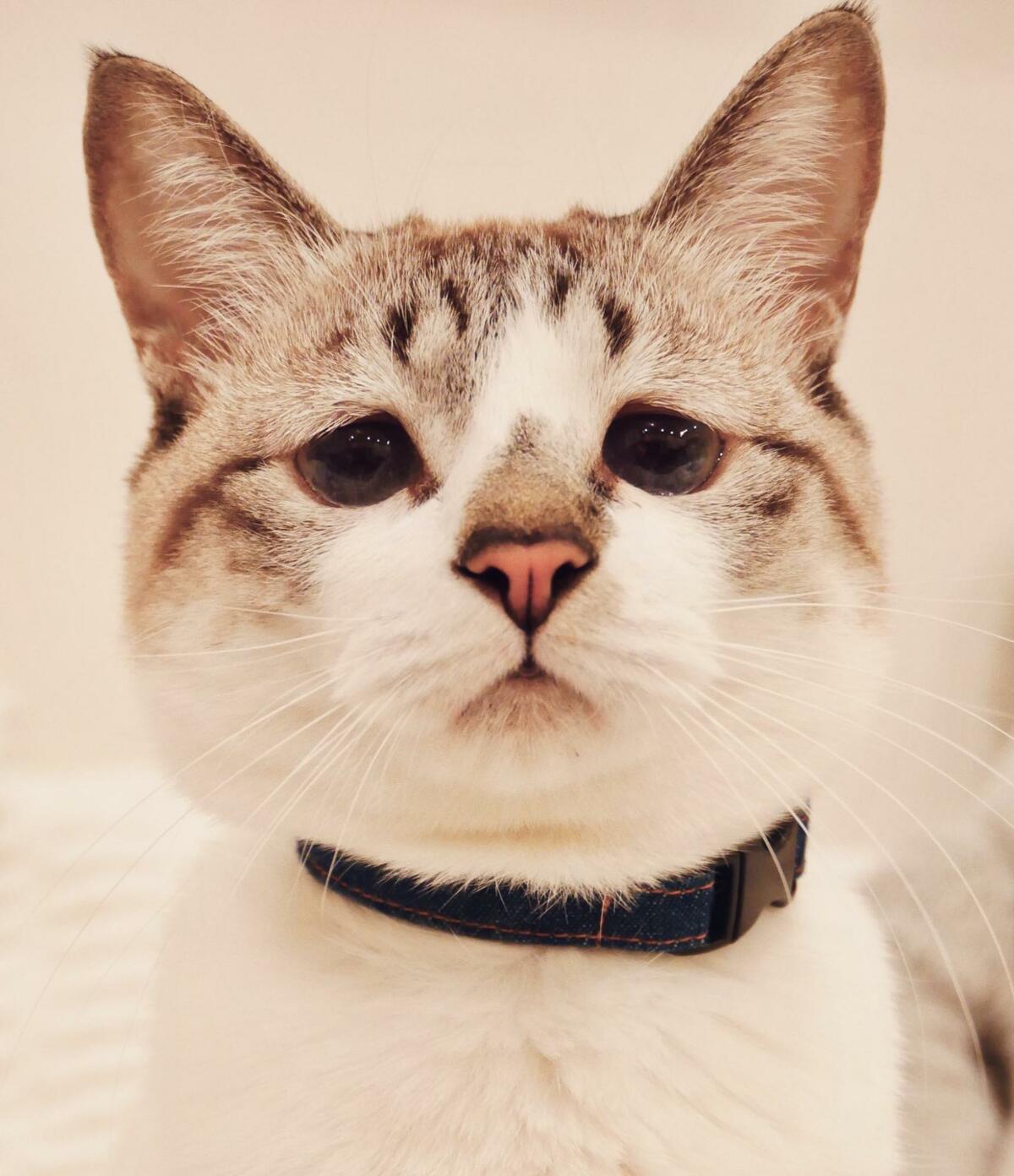 「首輪のアリ・ナシ」で見た目が変わる元保護猫さんが話題。ほほえましいビフォアフに7万いいね 「どっちもかわいい～！」「マルッ！モフッ！」などの ...