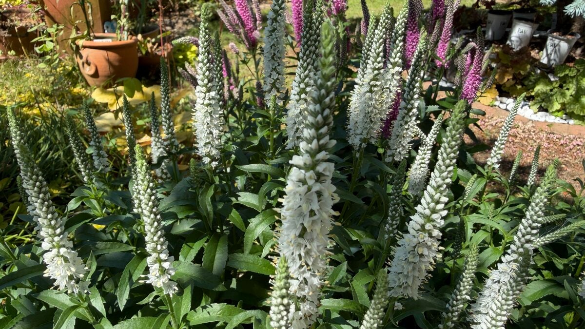 わが家の庭に「植えっぱなし」で、春から晩秋まで花が咲き続ける〈花穂が個性的で美しい多年草〉ホワイトカラー&立体感がおしゃれで素敵です ...