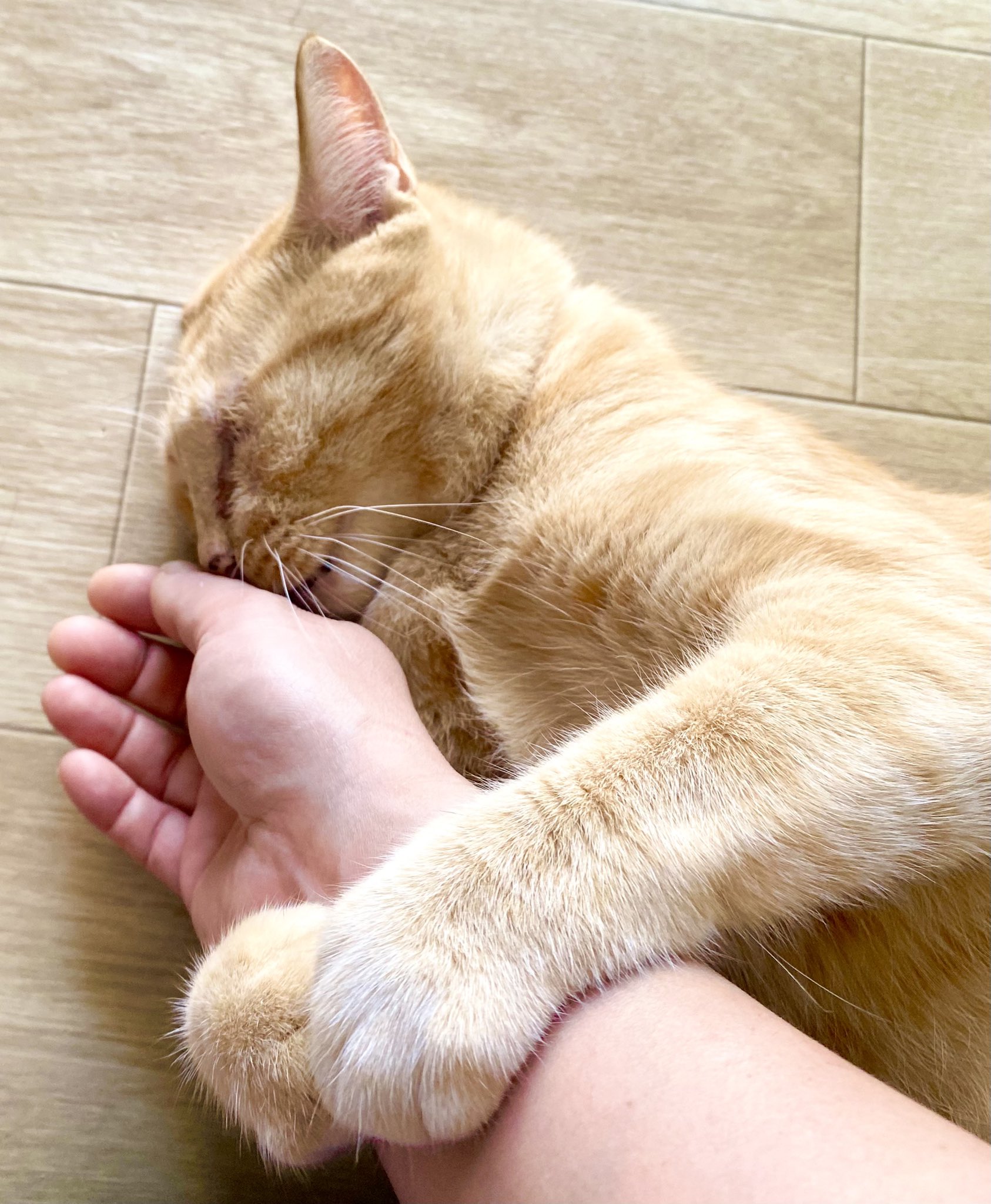 写真 | ギュッと抱きしめる保護猫が愛おしい！仕事に行けない。 SNSで人気の猫を写真つきで紹介シリーズ | LIMO | くらしとお金の経済メディア