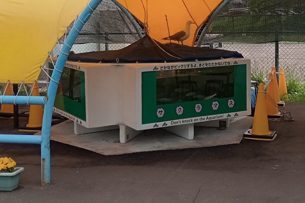 北海道の水族館で撮影された「お客の迷惑行為？」が話題に 決定的な瞬間に驚きの声 | 2ページ目 | LIMO | くらしとお金の経済メディア