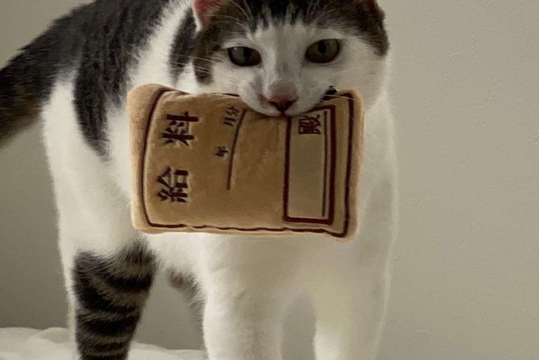 写真 | 「ちゅーる大人買いが夢」元保護猫の給料日、SNSで注目浴びる SNSで人気の猫を写真つきで紹介シリーズ | LIMO | くらしとお金の経済メディア