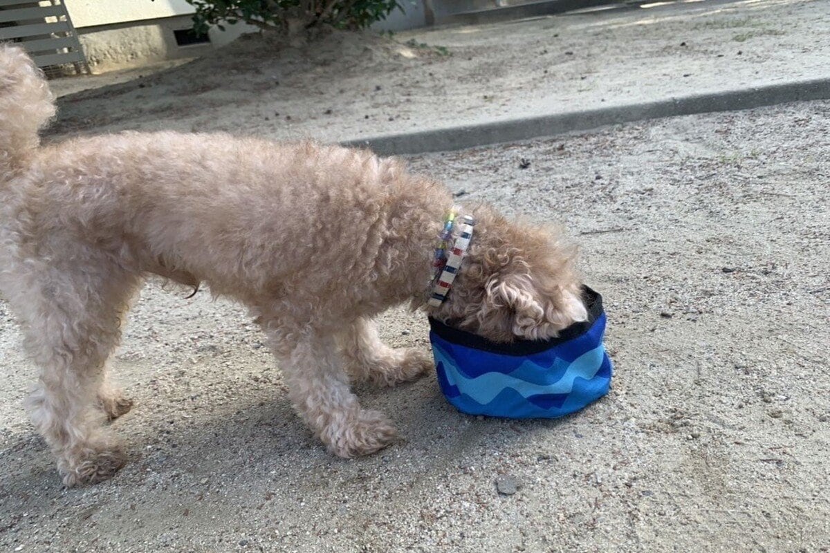 セリアで110円「ペット用折りたためる軽量ボウル」が秀逸！お散歩や水遊びに 実際に使ったときの注意点、使い方のアレンジ方法を紹介！ | LIMO | くらしとお金の経済メディア
