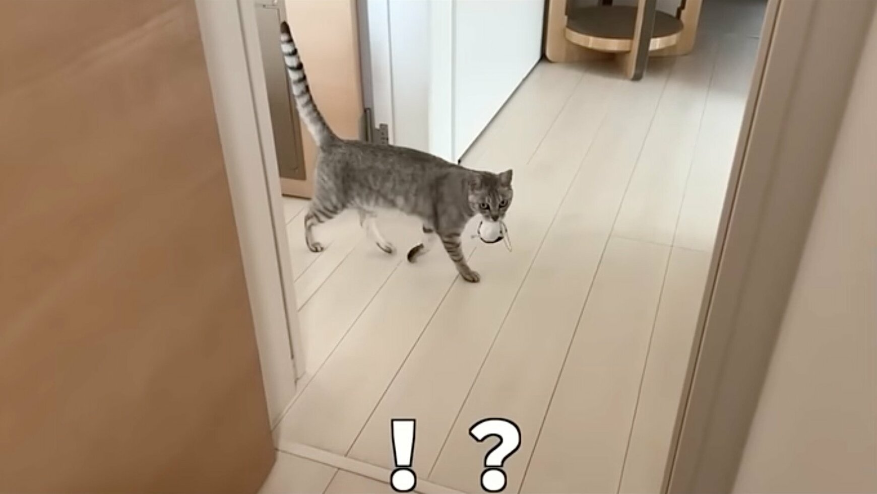 写真 | 【おにぎりを運ぶ猫】飼い主が追いかけると→思わぬ展開に「それはないやろw」 | LIMO | くらしとお金の経済メディア