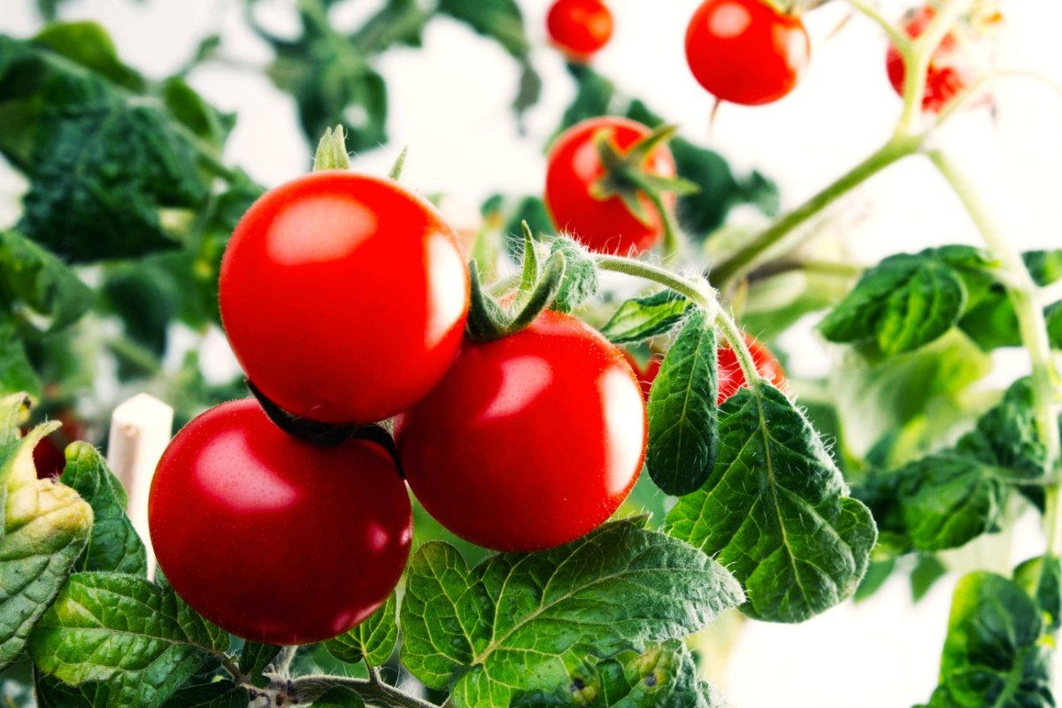 直売所で出会った名前のわからない激旨トマト SNSでの品種判明に「私の推しトマト」「育ててみたい」 | 2ページ目 | LIMO | くらしとお金の経済メディア