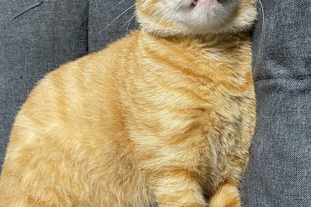 写真 | お姉ちゃんだけずるいニャー！嫉妬した保護猫の超絶怒り顔に和む SNSで人気の猫を写真つきで紹介シリーズ | LIMO | くらしとお金の経済メディア