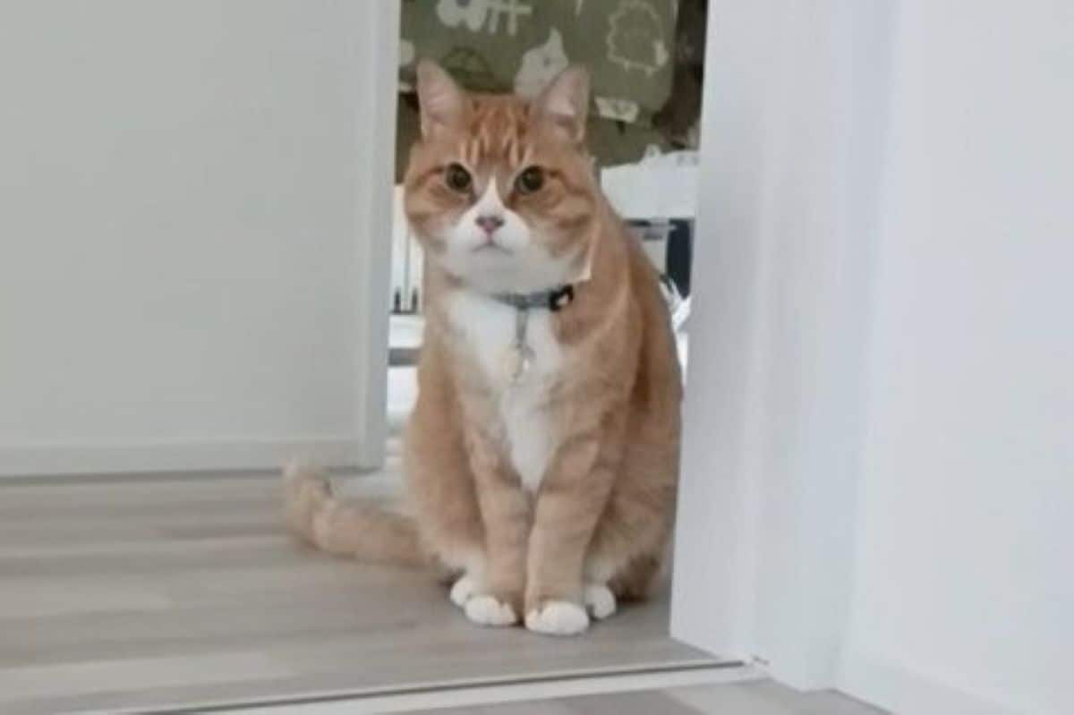 写真 | 「飼い主の起床」をじっと待ち続ける元保護猫 まるで置物のように佇む健気な姿に「何でそんなに可愛いの？」 | LIMO | くらしとお ...