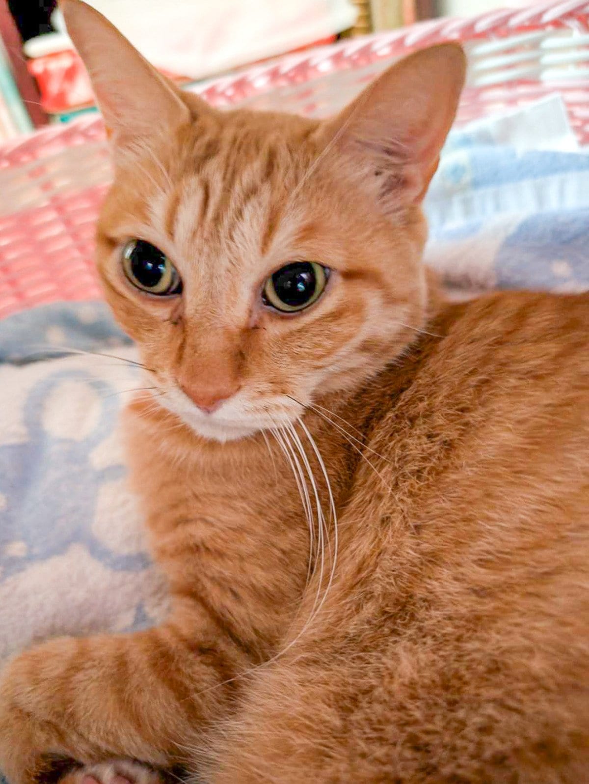 写真 | 【衝撃】美猫が驚きの姿に豹変！？予想外の“振り向きポーズ”に「本気でウケた」の声 思わず二度見する姿に釘付け | LIMO | くらしとお金の経済メディア