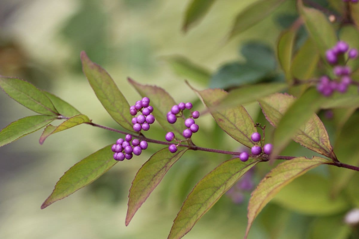 写真 | 【ガーデニング】NHK大河ドラマ【光る君へ】 紫式部「源氏物語」ゆかりの植物の魅力や育て方 色鮮やかな紫の実、葉は紅葉も楽しめる… 魅力がたくさんの植物 | LIMO | くらしとお ...