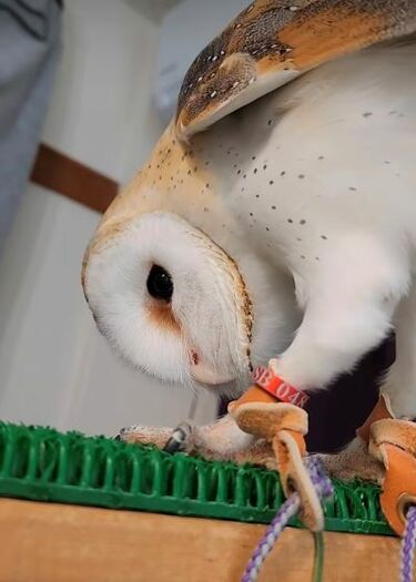 メンフクロウ】ふわっふわの可愛い〈おしり〉が見えちゃった メンフクロウ】ふわっふわの可愛い〈おしり〉が見えちゃった