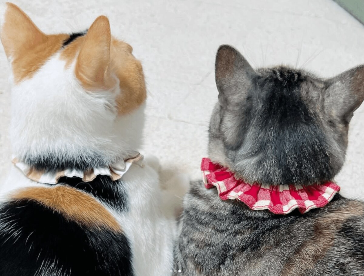 写真 | 「かぶりつきた～い」2匹の猫ちゃんが並んだ”後頭部”のツーショット、SNSでは「かわいい」「天使が居る」と大絶賛 お揃いのフリルカラーに「たまらなく可愛い～」の声 | LIMO ...