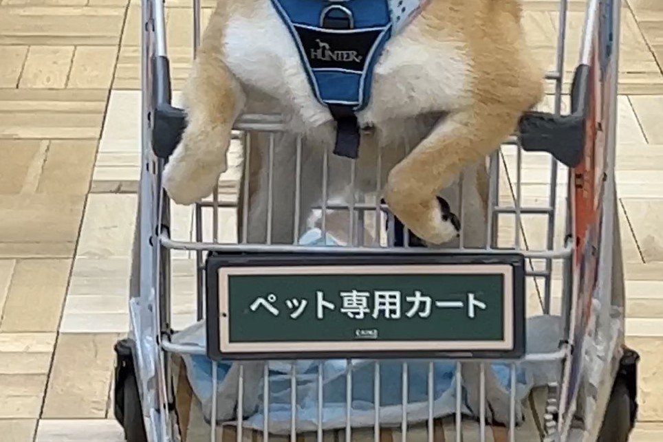 風格がすごい…！トリミング終わりにドヤ顔で箱乗りするワンコが話題 SNSで人気の犬・猫を写真つきで紹介シリーズ | LIMO | くらしとお金の経済メディア | Cheriee NEWS