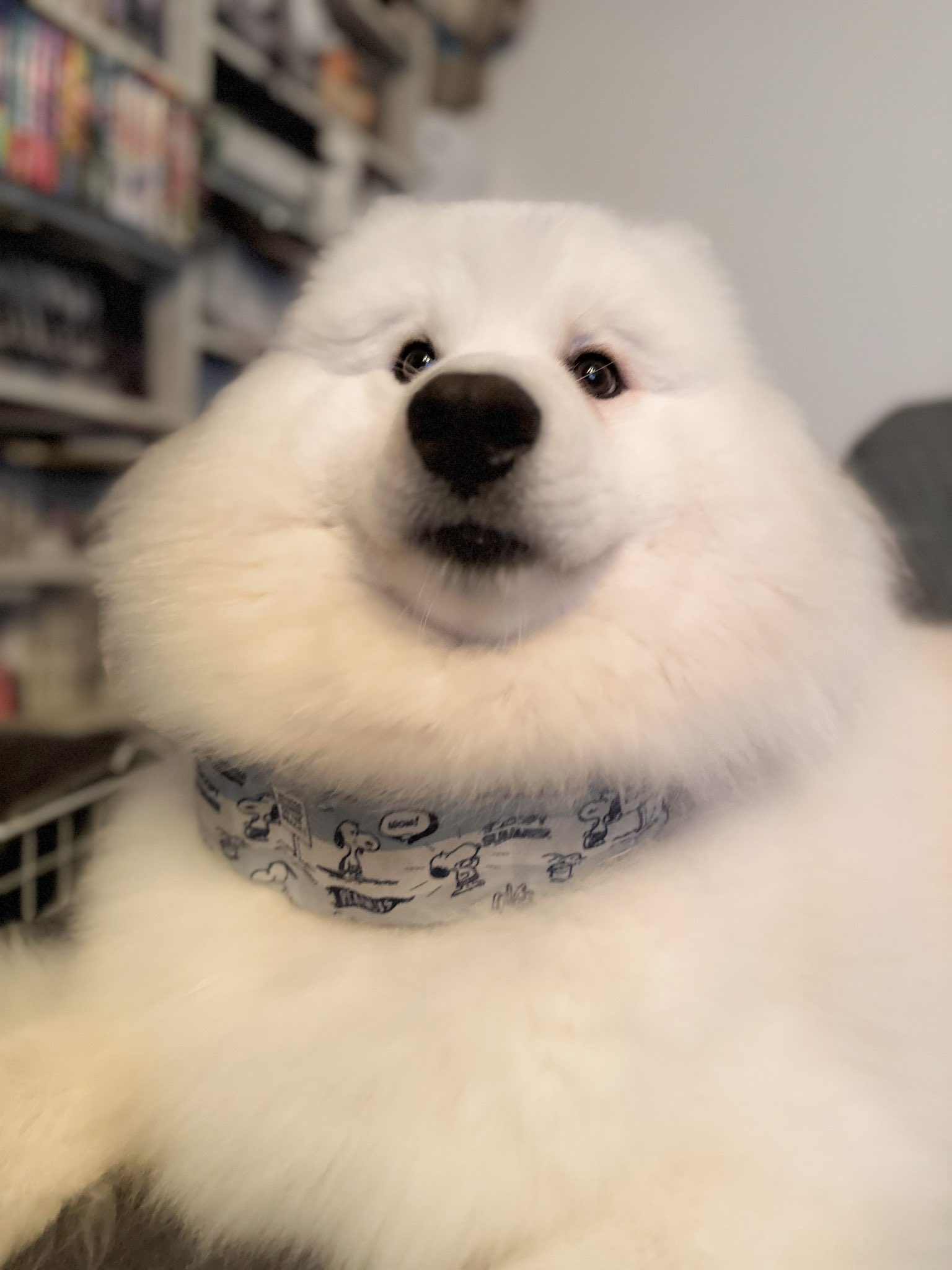 写真 | サモエド犬がネックピローをつけたら…まさかの姿にSNS悶絶 SNSで人気の犬・猫を写真つきで紹介シリーズ | LIMO | くらしとお金の経済メディア