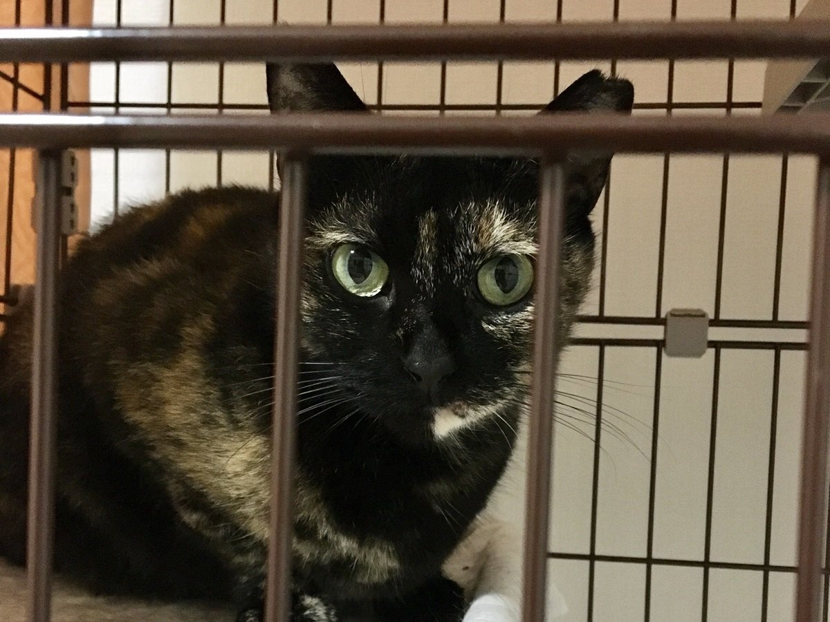 震えていた元保護猫の2年後…今では「ユーモラスなご飯待ちポーズ」を披露！SNSで話題 「可愛いー」「器用ですね」の声 | LIMO | くらしとお金の経済メディア