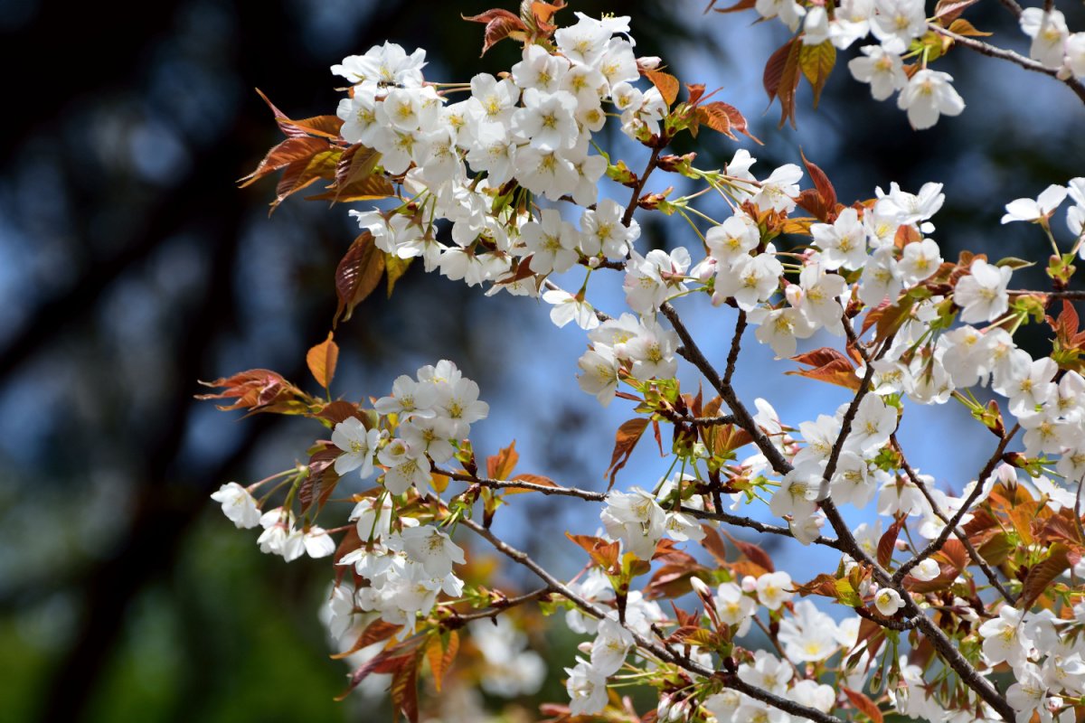 写真 | NHK朝ドラ【らんまん】第13週のサブタイトル「ヤマザクラ」その魅力や育て方に迫る 日本野山に自生する、野性味あふれる花が美しいサクラの原種 | LIMO | くらしとお金の経済メディア