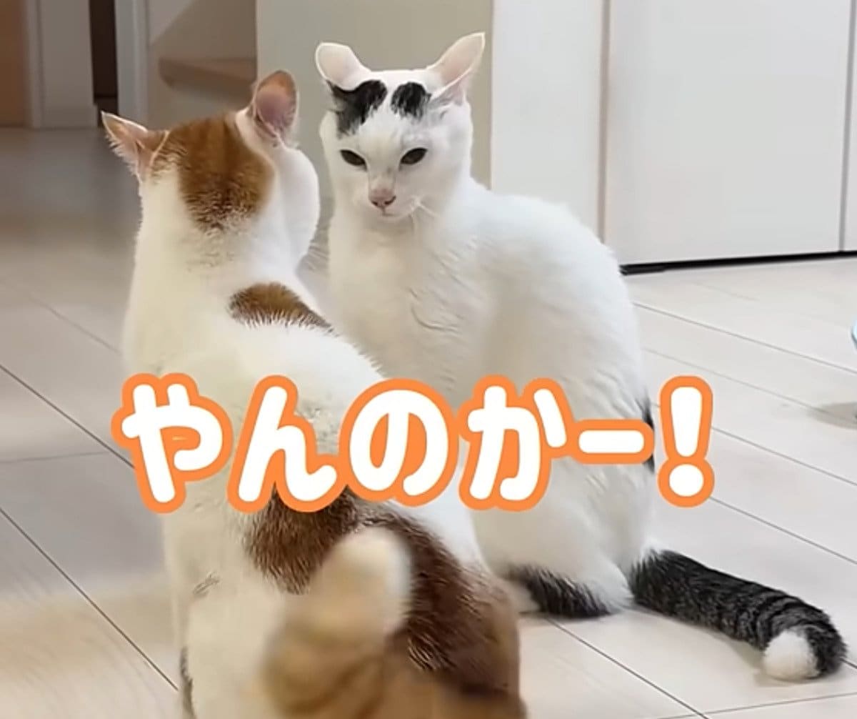 写真 | 「吹いた」同居猫の喧嘩が勃発→攻防後に起きたの展開に笑ってしまう | LIMO | くらしとお金の経済メディア
