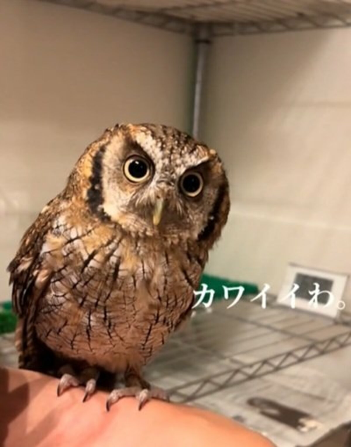 写真 | 【飼い主の肩に乗るフクロウ】お呼びでしょうか？→すぐに飛んでくる姿が可愛すぎる！ 信頼関係を感じます | LIMO | くらしとお金の経済メディア