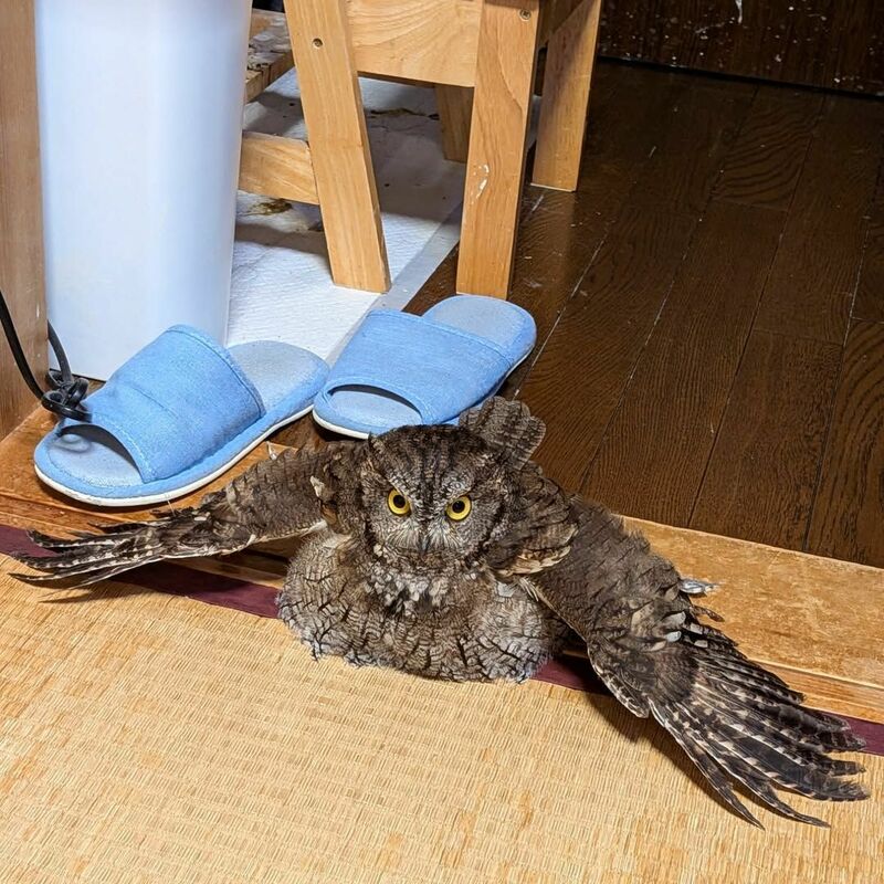 【ボトッと落ちてきたフクロウ】羽を広げた姿がユニーク！愛らしい仕草にも癒されます 「日光浴してるのかな？」の声 | 2ページ目 | LIMO | くらしとお金の経済メディア