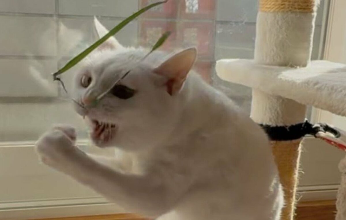 写真 | 猫ちゃんボクサー爆誕！？ 「かかってこいニャ～！」可愛すぎる〈猫パンチ〉の構えにSNS大反響 | LIMO | くらしとお金の経済メディア