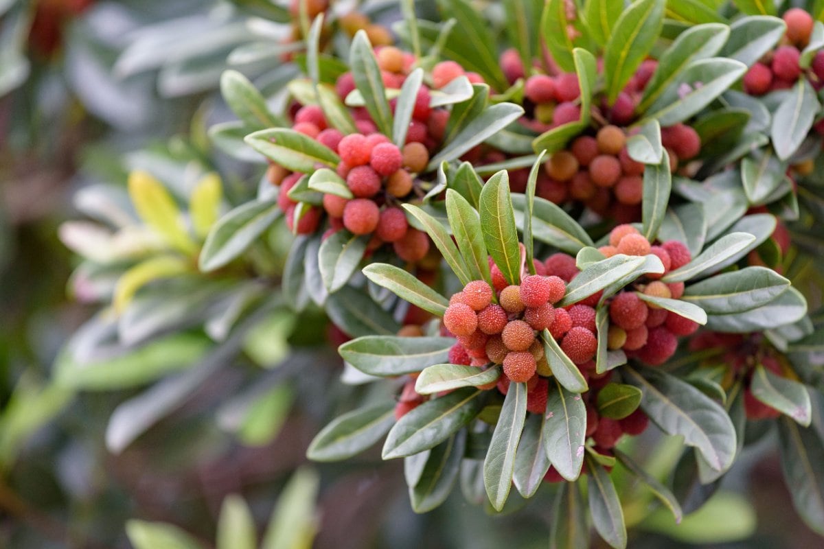 NHK朝ドラ【らんまん】第23週のサブタイトル「ヤマモモ」その魅力や育て方に迫る | LIMO | くらしとお金の経済メディア