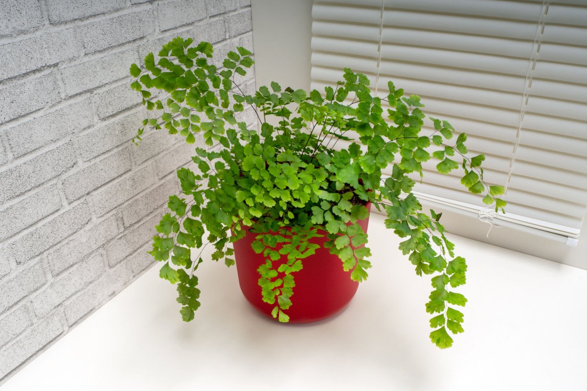 写真 | NHK朝ドラ【らんまん】第14週のサブタイトル「ホウライシダ」その魅力や育て方に迫る 定番人気の観葉植物アジアンタムとして愛されるシダ植物 | LIMO | くらしとお金の経済メディア