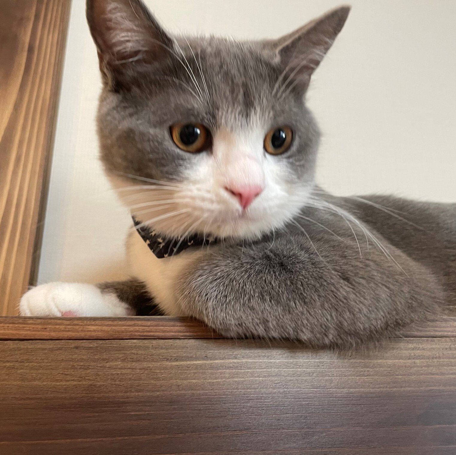 写真 | 何か悩みがあるのかい？「相談に乗ってくれそうな猫」がかわいいとTwitterで話題に！ SNSで人気の犬・猫を写真つきで紹介シリーズ ...