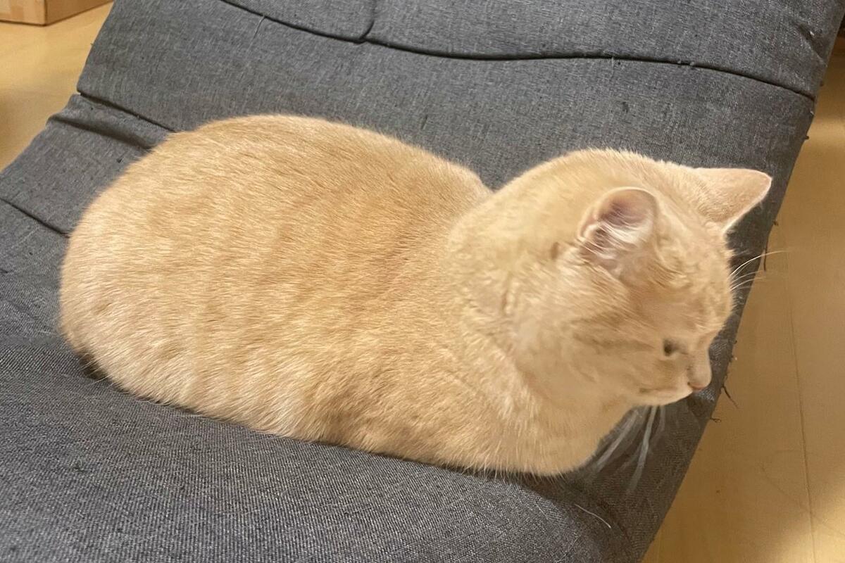 写真 | 猫さん「おててないない」になるまでの貴重な瞬間が3万バズ SNSで人気の猫を写真つきで紹介シリーズ | LIMO | くらしとお金の経済メディア