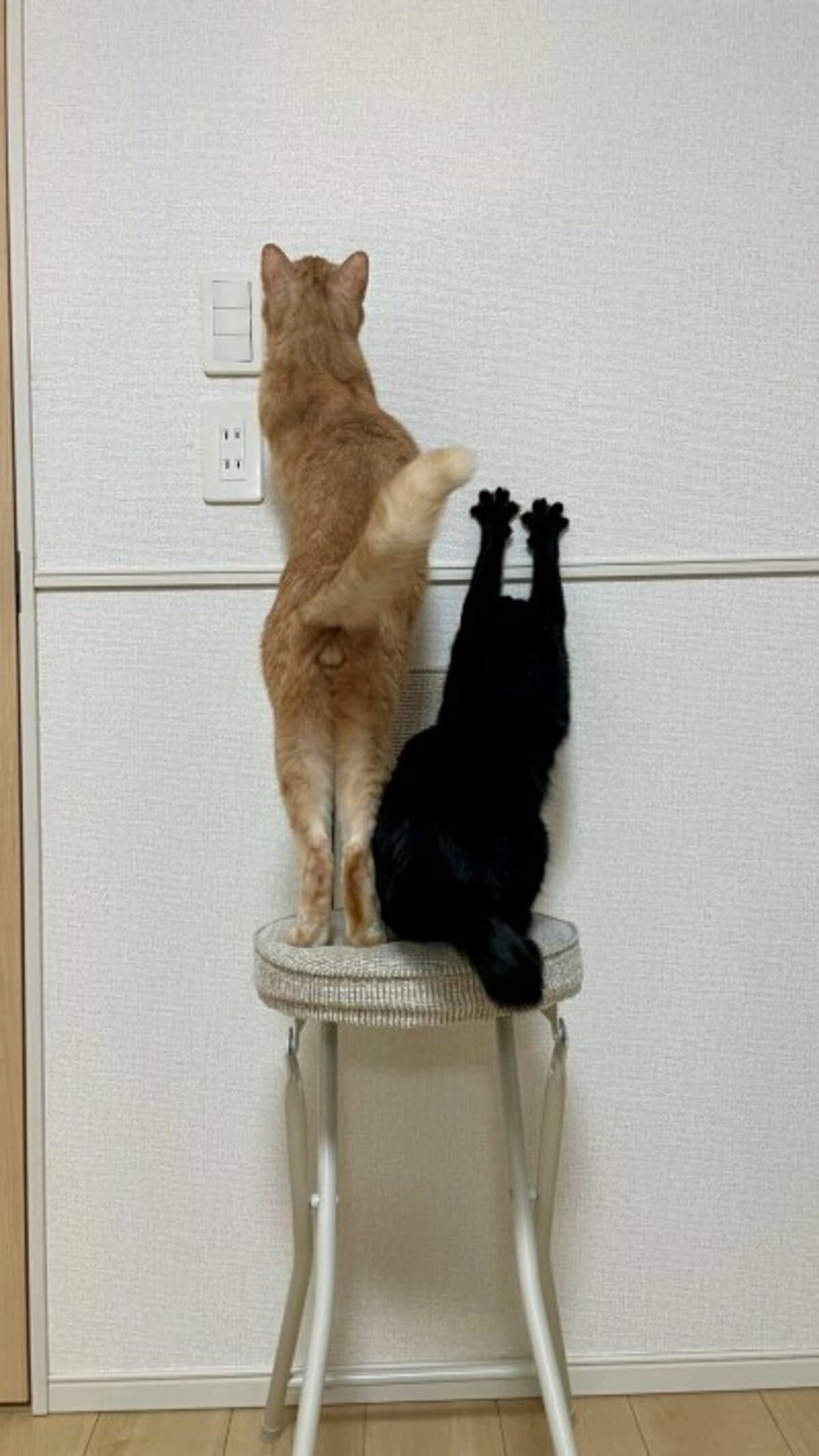 【二度見必至】椅子の上で繰り広げられる猫たちの奇妙な光景に「これは名コンビ」 まるでナスカの地上絵 | 3ページ目 | LIMO | くらしとお金の経済メディア