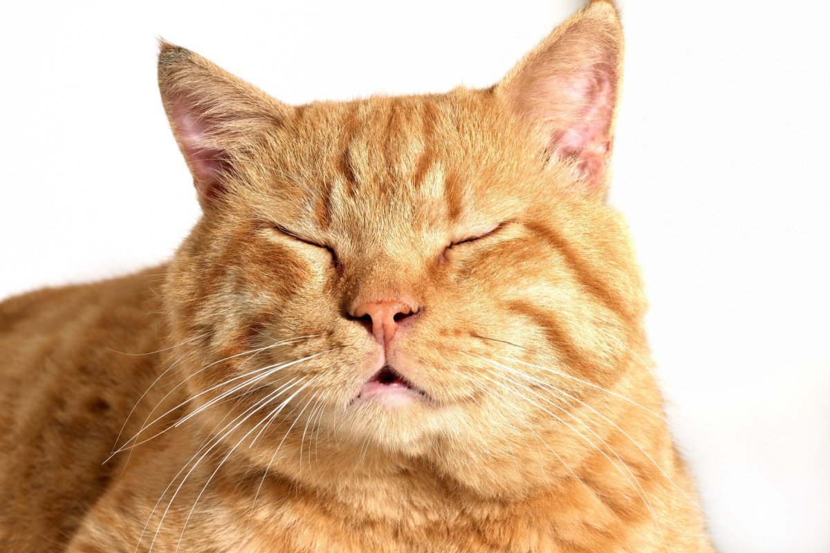 写真 | 【5.9万いいね】猫飼いさんが目撃した『謎の丸い生き物』 衝撃的な正体がSNSで話題に あなたには何に見えますか？ | LIMO | くらしとお金の経済メディア