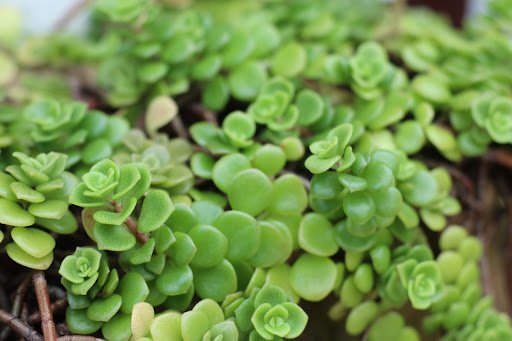 写真 | NHK朝ドラ【らんまん】第12週のサブタイトル「マルバマンネングサ」その魅力や育て方に迫る 「万年草」の名のとおり、強くて寿命が長い常緑の多年草 | LIMO | くらしとお金の経済メディア