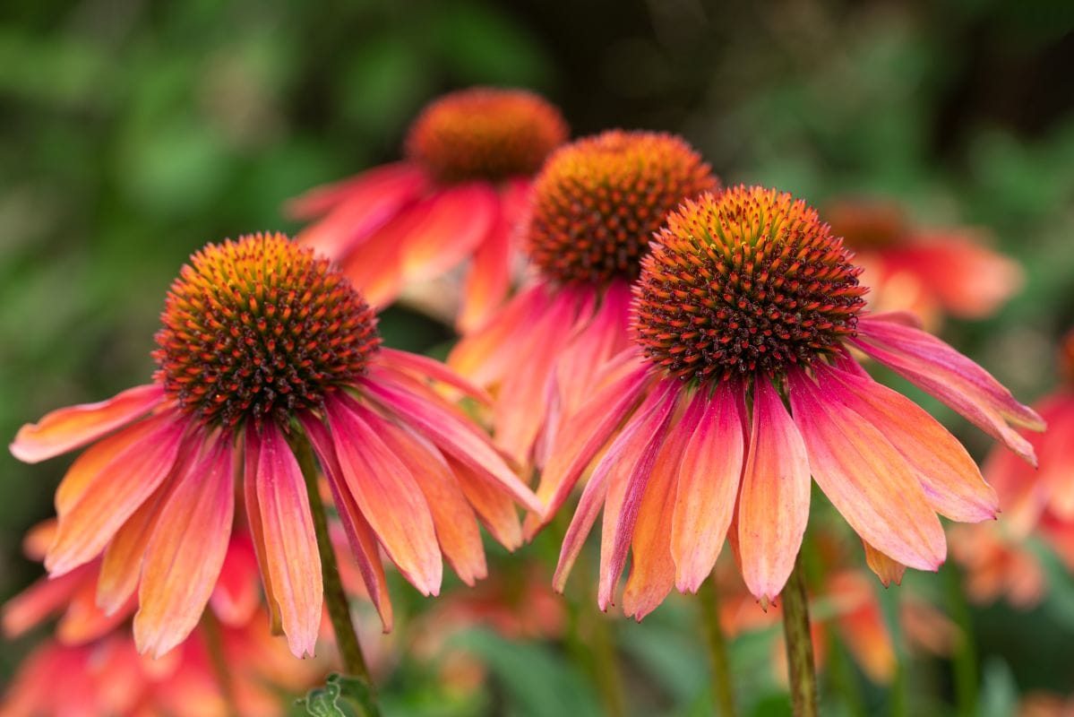 地植えでほぼ植えっぱなしOK！暑さに強い夏の多年草3選《野趣あふれる夏ガーデンの主役たち》 蝶が群れ飛ぶように可憐な小花を咲かせるガウラ、炎の ...