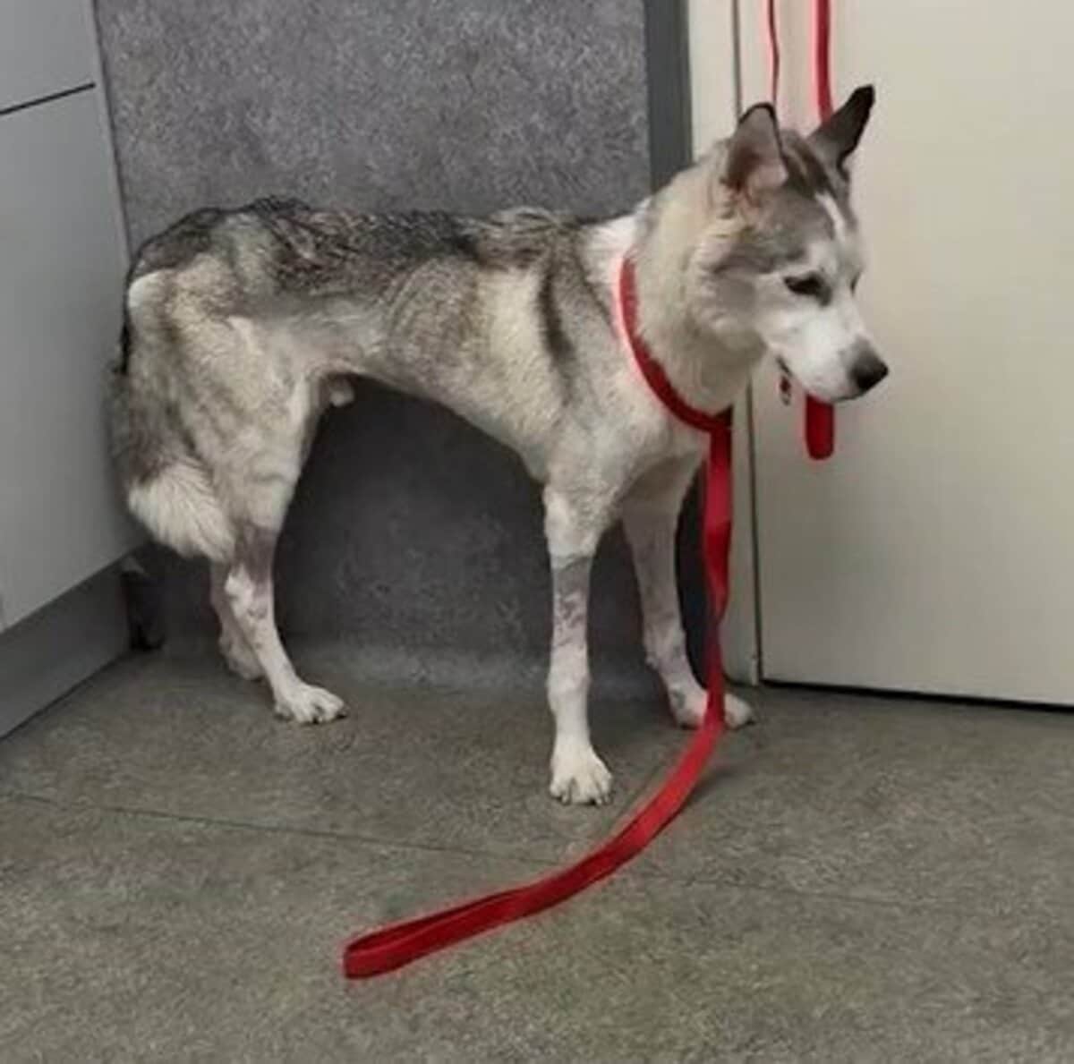 写真 | 「生存率0％」安楽死を検討された犬 必死に立ち上がる姿に治療継続を決意→幸せな結末に「あきらめないでくれてありがとう」と反響 ...