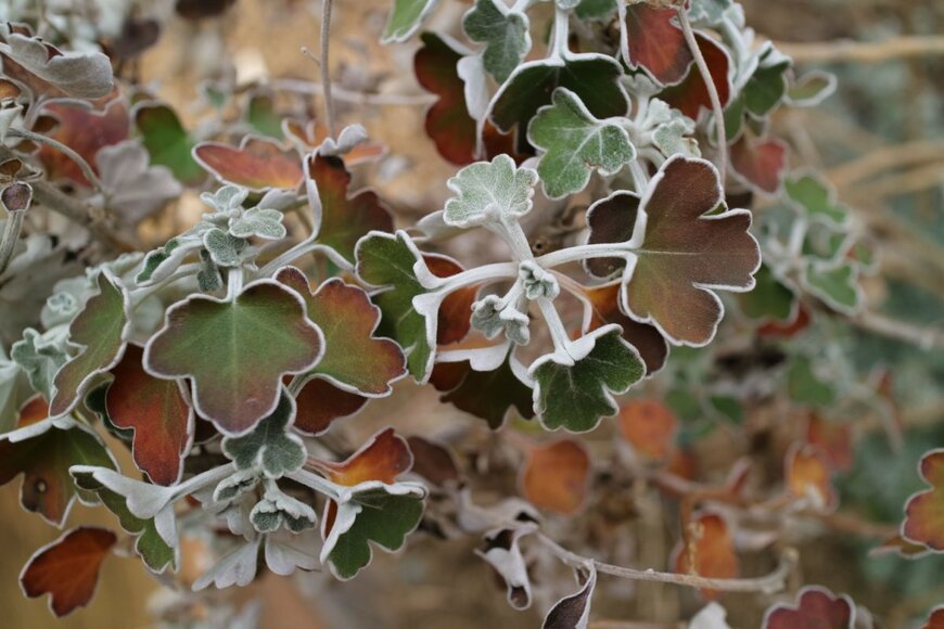 写真 | NHK朝ドラ【らんまん】第21週のサブタイトル「ノジギク」その魅力や育て方に迫る 素朴で可憐ながら、厳しい環境でも花咲く日本固有のキク | LIMO | くらしとお金の経済メディア