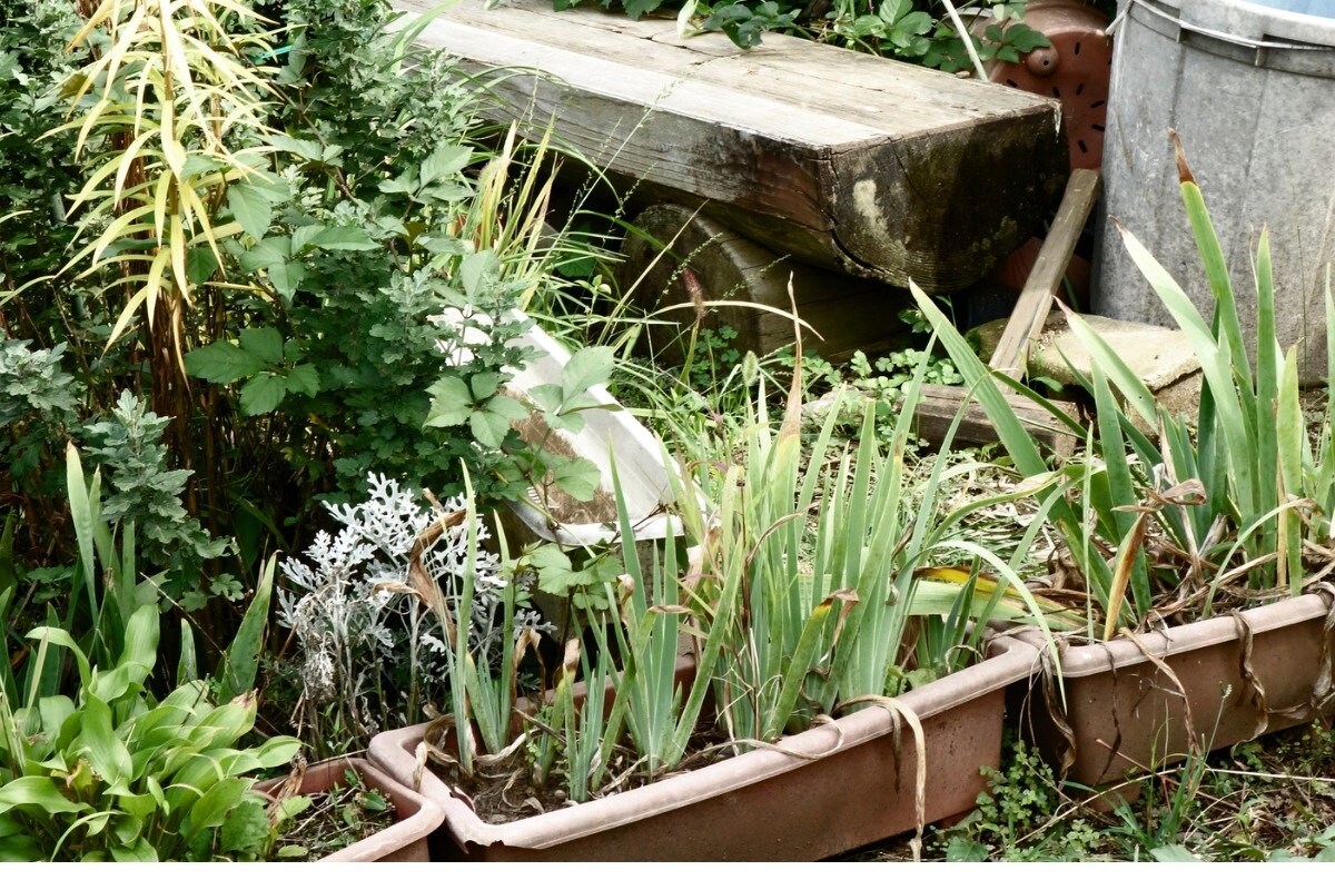 写真 | 【ガーデニング知恵袋】「がっかりな庭」にありがちな6つの共通項 | LIMO | くらしとお金の経済メディア